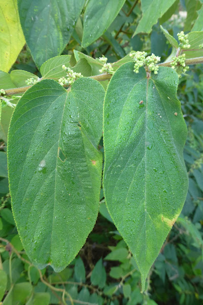 Charcoal-tree | Project Noah