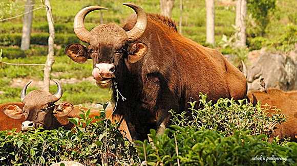 Indian Gaur | Project Noah