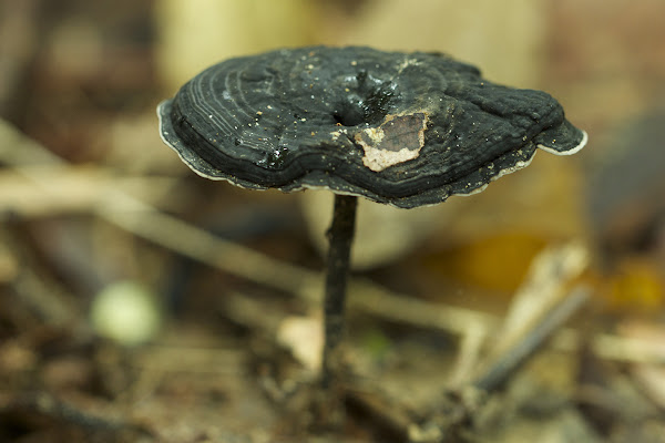 Black Stalked-Polypore | Project Noah