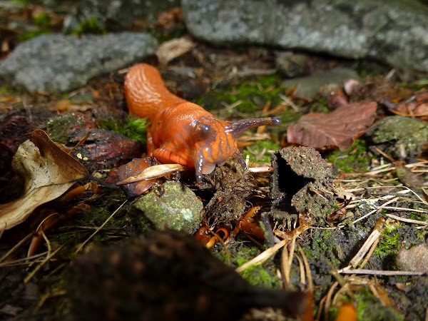 Rote Wegschnecke, European Red Slug | Project Noah