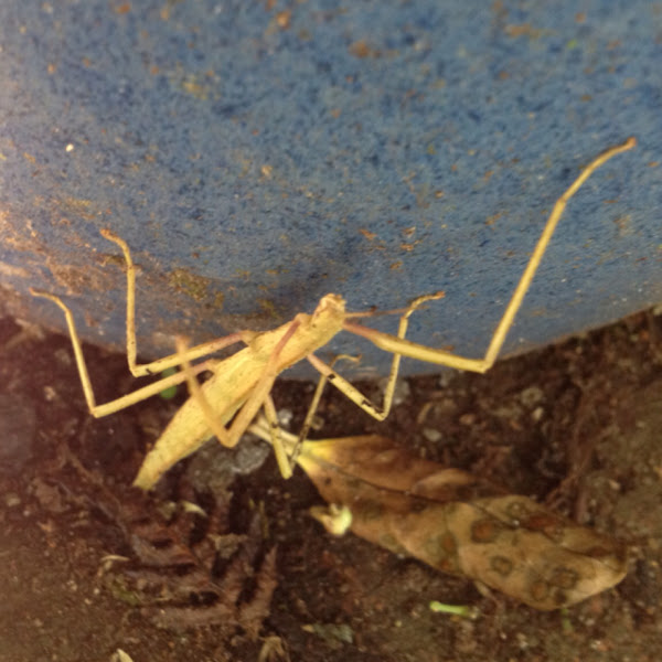 Common stick insect | Project Noah