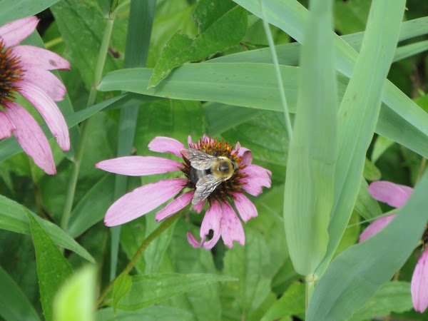 Bumblebee | Project Noah