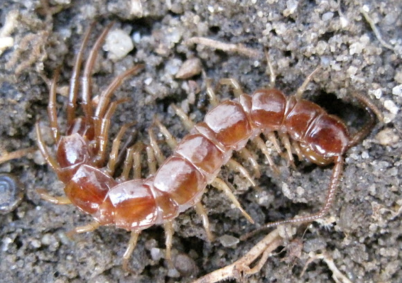 Stone Centipede | Project Noah