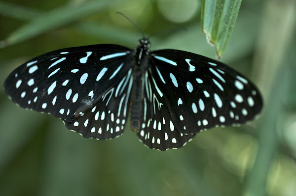 Dark Blue Tiger | Project Noah