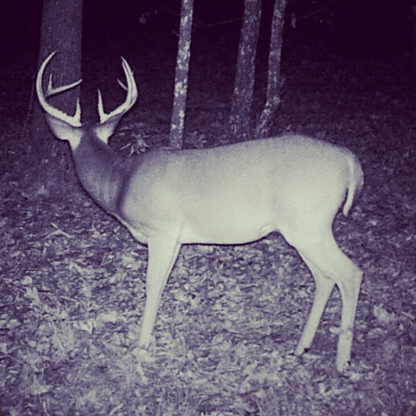 White tail deer | Project Noah