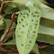 Pimple Psyllid Gall | Project Noah