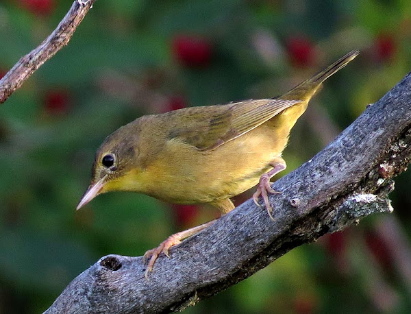 Common Yellowthroat (female) | Project Noah