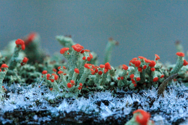 British Soldier Lichen | Project Noah