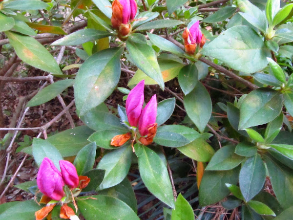 Azalea | Project Noah