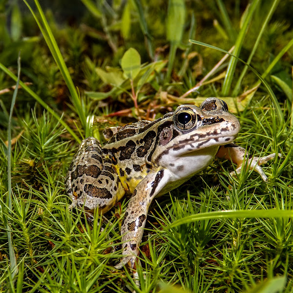 Delaware Wildlife | Project Noah