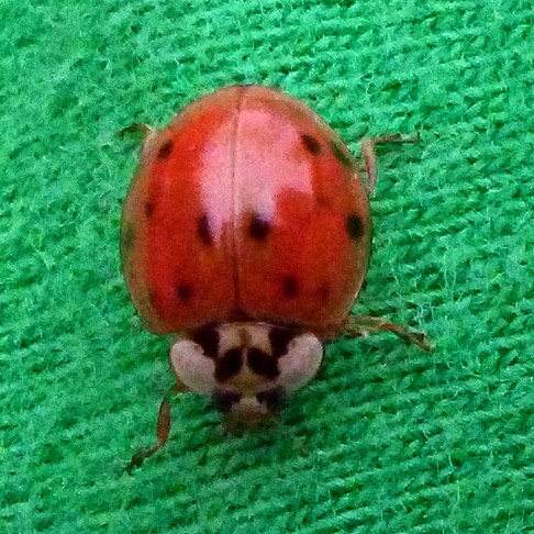 Multicolored Asian Ladybug | Project Noah