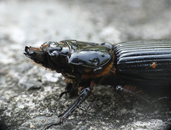 Bess Beetle | Project Noah