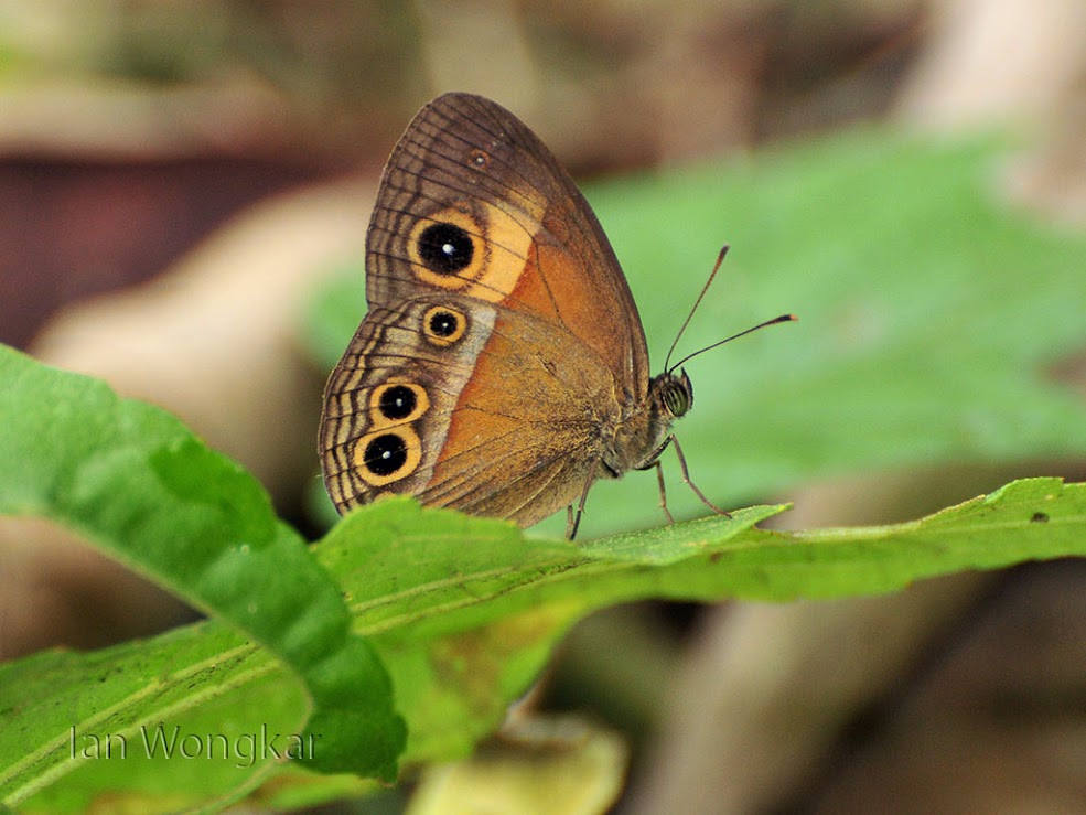 Redirecting to https://projectnoah.org/spotting/636729