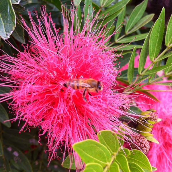 Calliandra | Project Noah