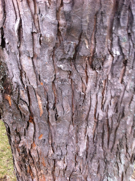 Silver Maple | Project Noah