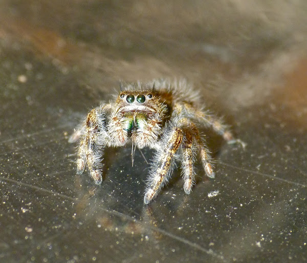 Bold jumping spider | Project Noah