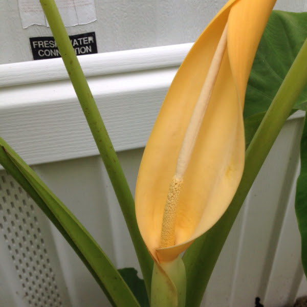 Elephant's Ear | Project Noah