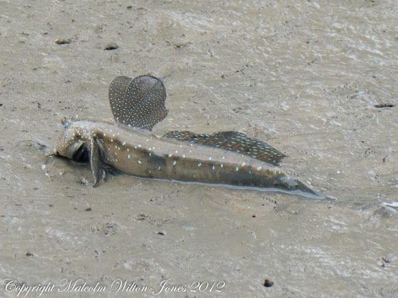 Great Blue-spotted Mudskipper | Project Noah