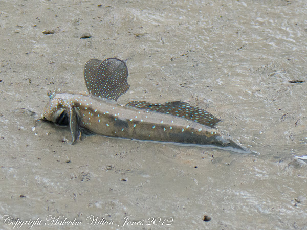Great Blue-spotted Mudskipper | Project Noah