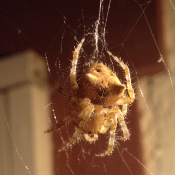 Cat faced orb weaver | Project Noah