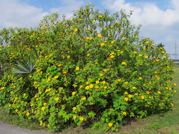 Tree Marigold | Project Noah