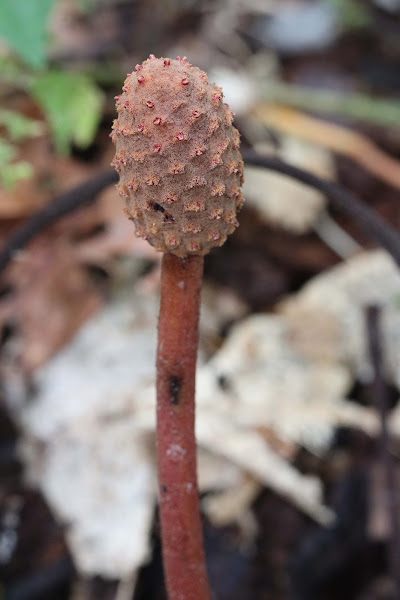 Urupé | Project Noah