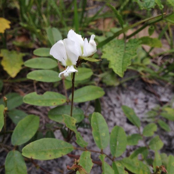 Sprawling Hoarypea | Project Noah