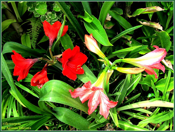 Amaryllis, Hippeastrum Cultivar | Project Noah