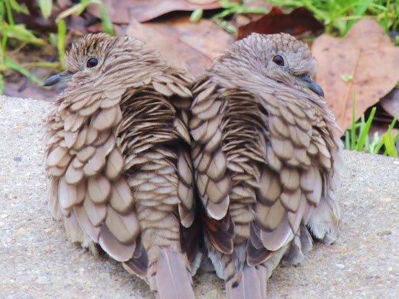 Inca doves | Project Noah