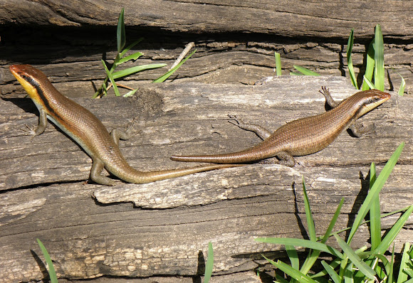 SKINK | Project Noah