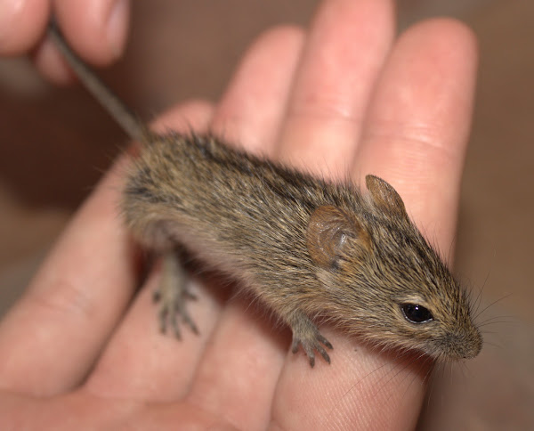 Striped Mouse | Project Noah