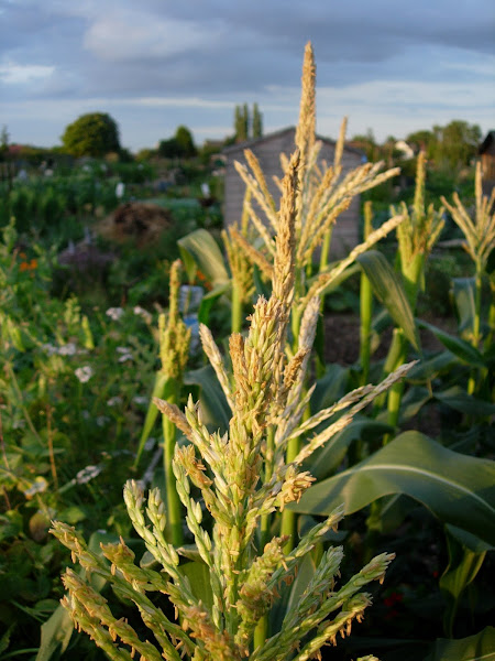 Maíz, Corn | Project Noah