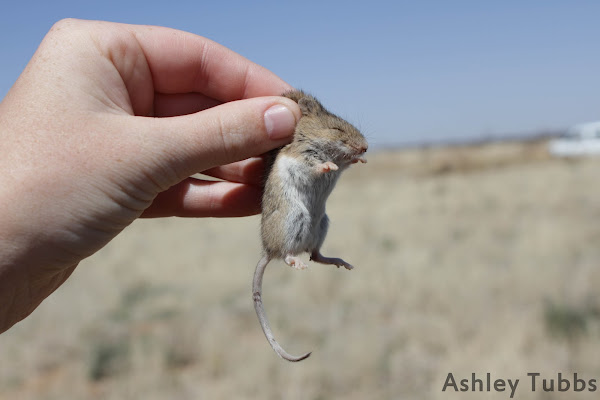 Plains Harvest Mouse | Project Noah