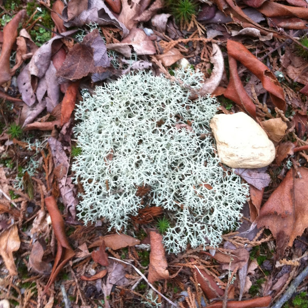 Lichen | Project Noah