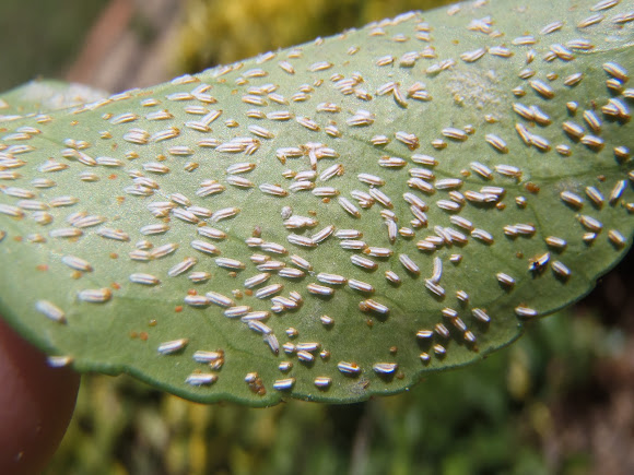 Euonymus scale | Project Noah
