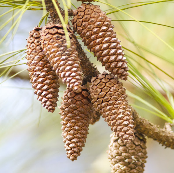 Benguet Pine | Project Noah