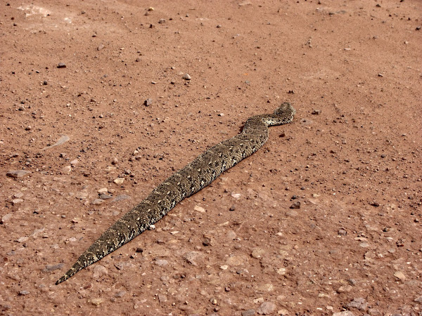 Puff adder | Project Noah