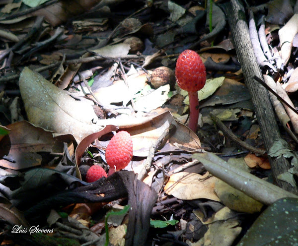 Urupé | Project Noah