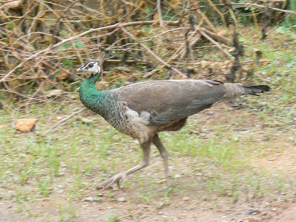 Indian Peafowl-Female | Project Noah