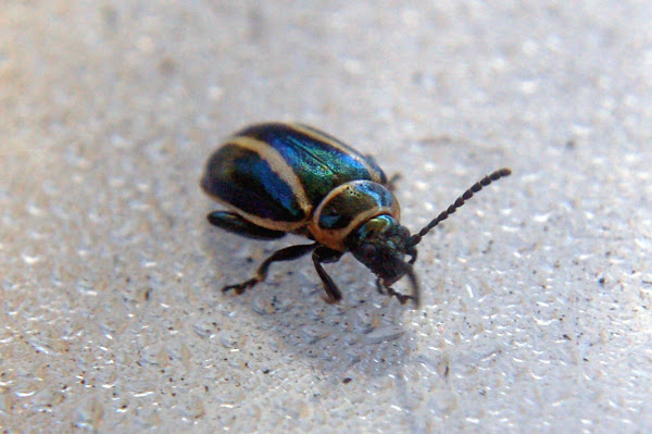 Striped beetle | Project Noah