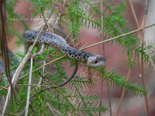Southern Black Racer, Juvenile | Project Noah