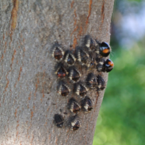 Twice Stabbed Lady Bugs | Project Noah