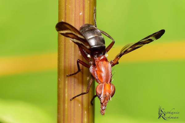 Signal Fly | Project Noah