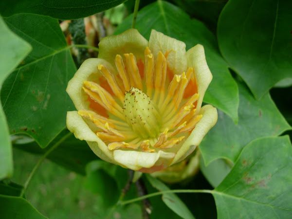 Tulípero de Virginia. Tulip tree | Project Noah