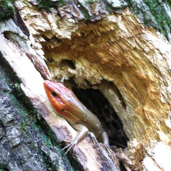 Broadhead skink | Project Noah