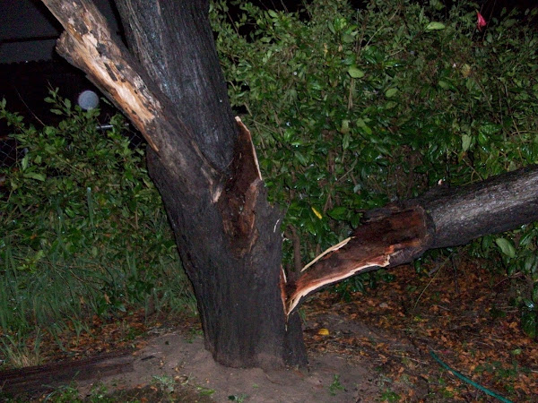 Widow's Tears | Project Noah