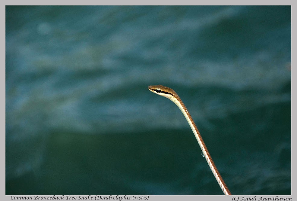 Giri's bronzeback tree snake | Project Noah