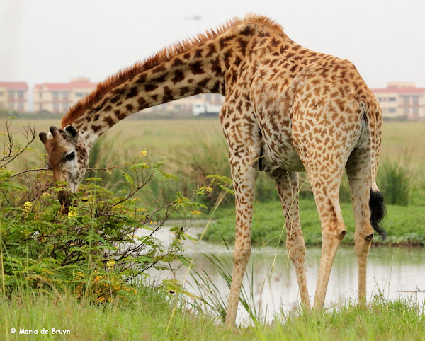 Giraffe | Project Noah