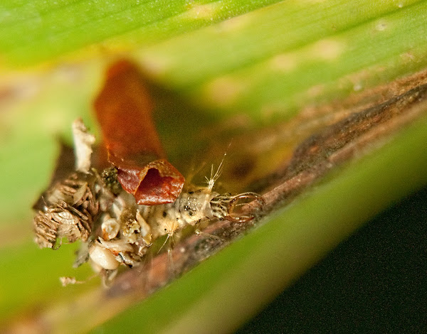 Green Lacewing larvae | Project Noah