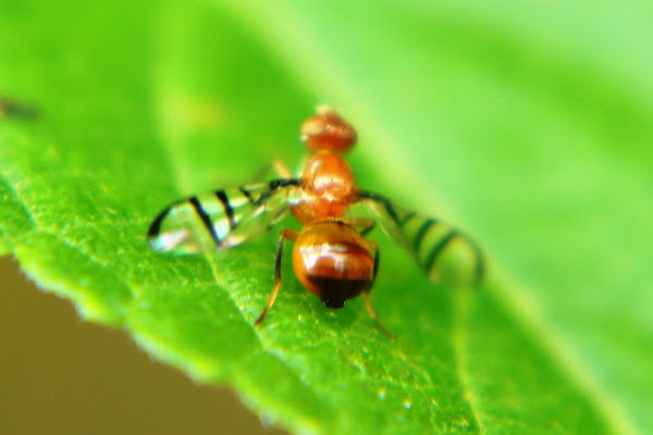 Signal Fly | Project Noah